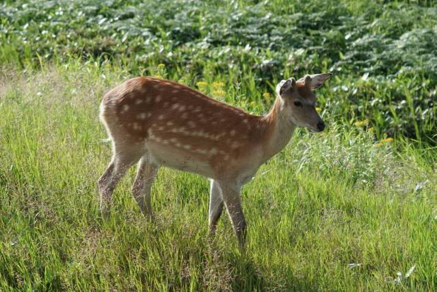 Model Japan Itineraries | Luxury Travel Japan